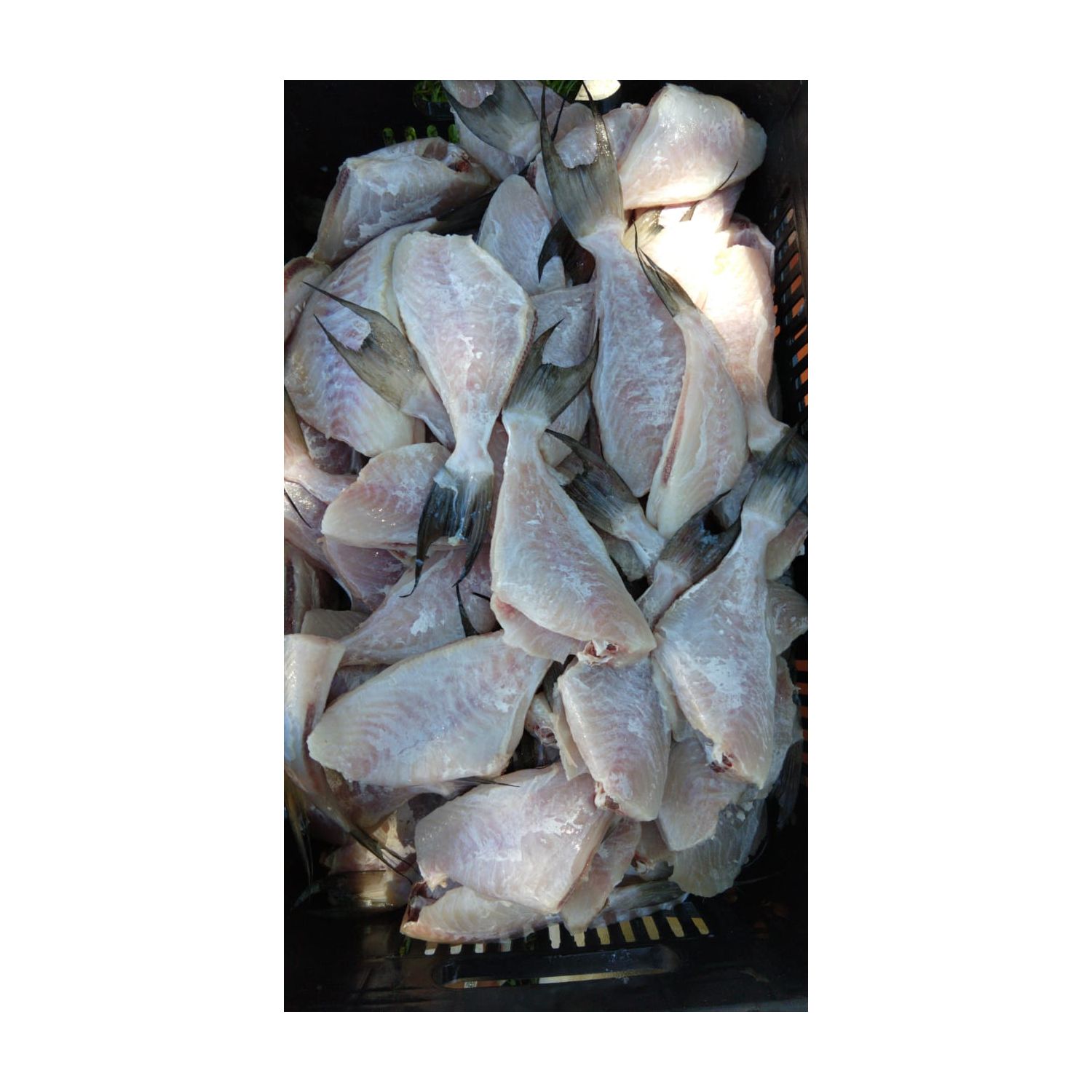 Peixe Porco Limpo (500g) | Olha o Peixe!